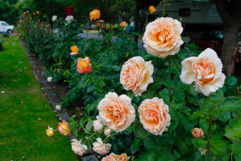 Portland’s 88-year-old rose garden competition returns. Here’s how to enter