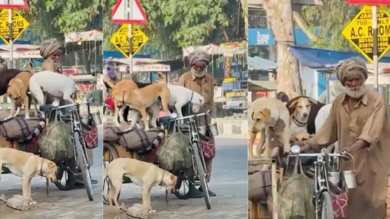 OMG! न पट्टा, न चेन, बस भरोसा… ठेला चालक बाबा और उनके 5 बेजुबान साथियों ...