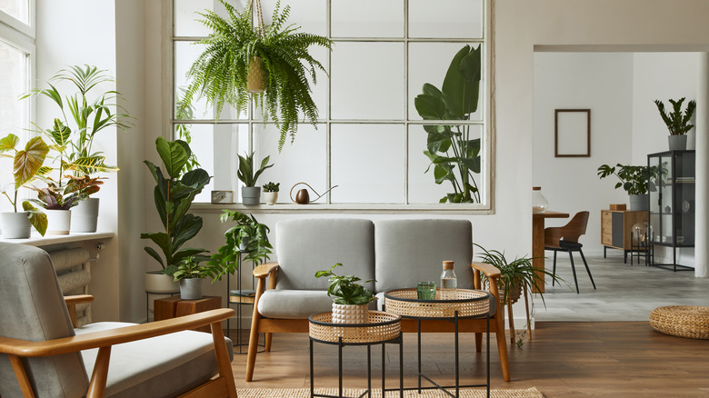How to decorate with indoor plants