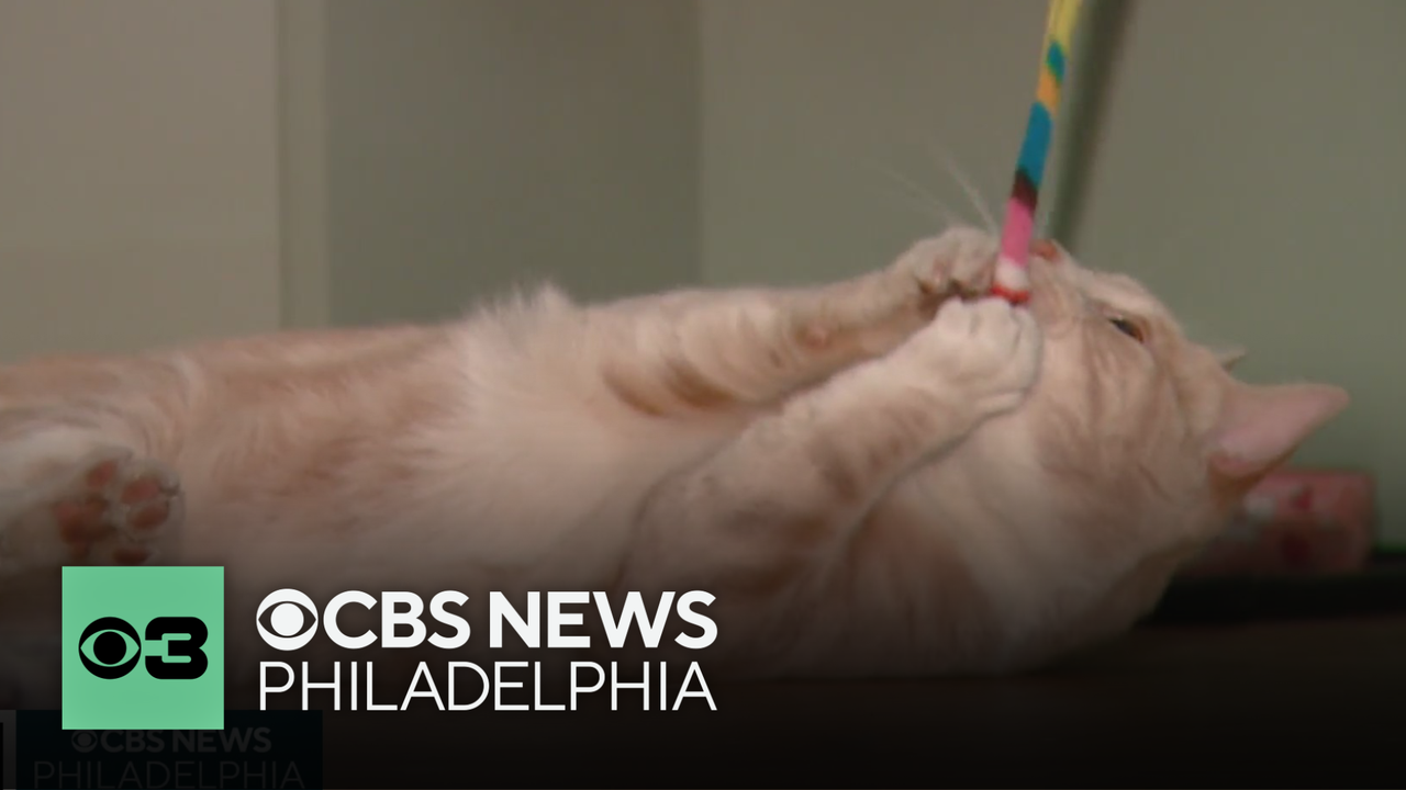 Decoding your cat's purring | Pet Project