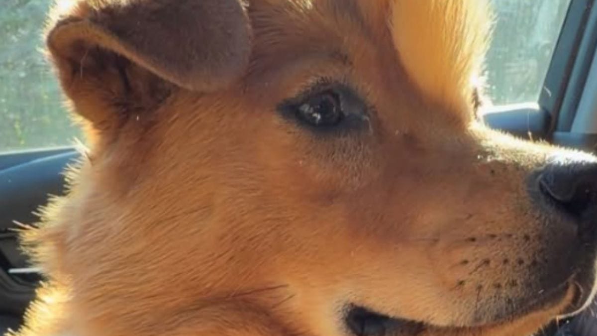 She's a unicorn: Dog on death row for a bump on her head is saved just ...