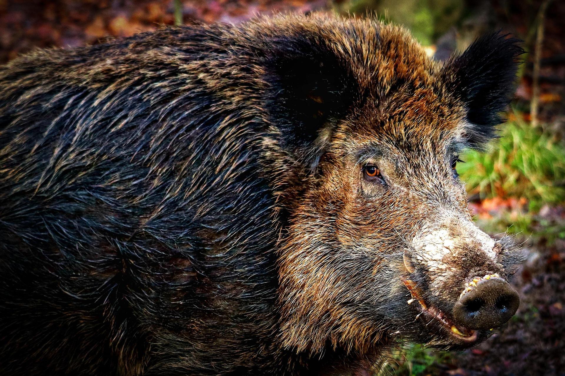 10 Canadian animals that are far more dangerous than tourists realize ...