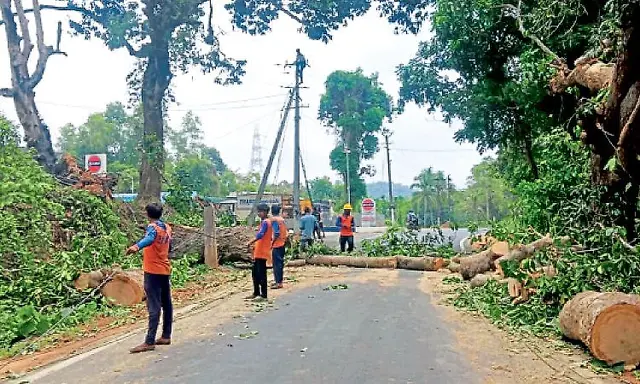 Moodbidri: Fallen tree disrupts normal life