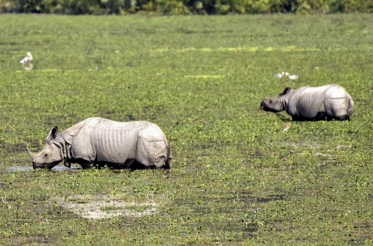 Kaziranga National Park witnessed 15 pc rise in tourist footfall in FY ...