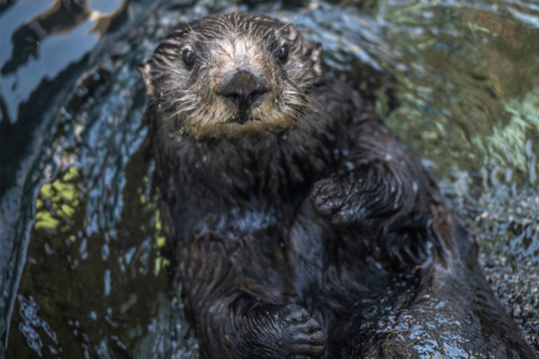Orphaned sea otter pup rescued alone finds a surrogate mom ahead of ...