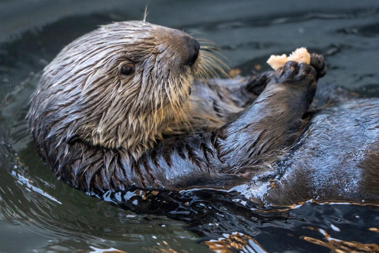 Orphaned sea otter pup rescued alone finds a surrogate mom ahead of ...