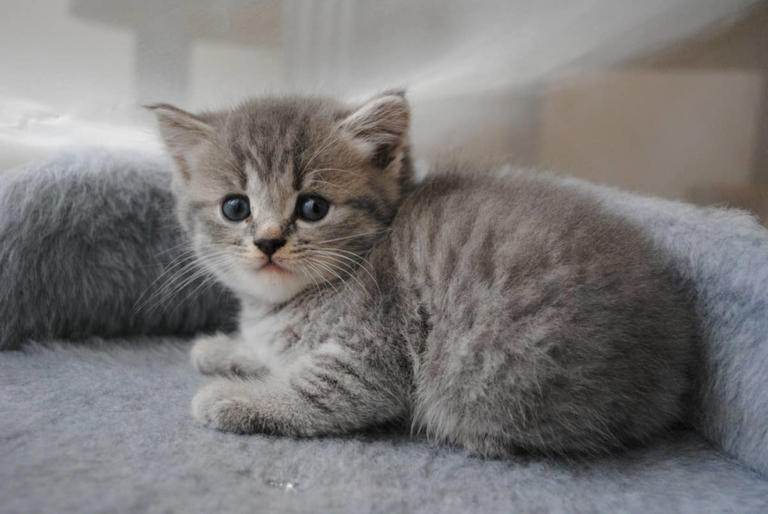 Adorable Carlos the kitten wins over cat-skeptic Brian with cuddles and ...