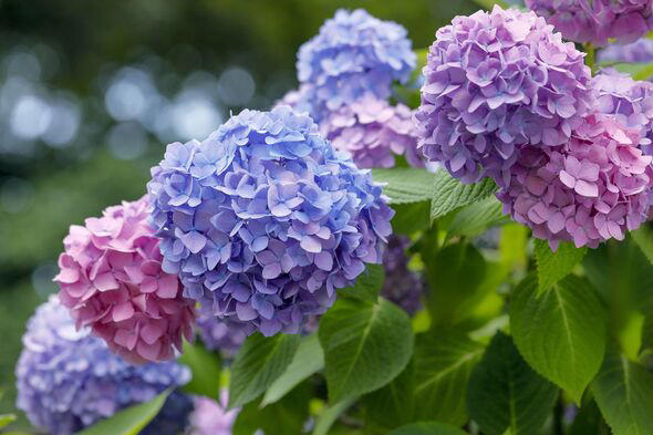 Gardeners urged to do 1 thing to hydrangeas or risk 'dead and diseased ...