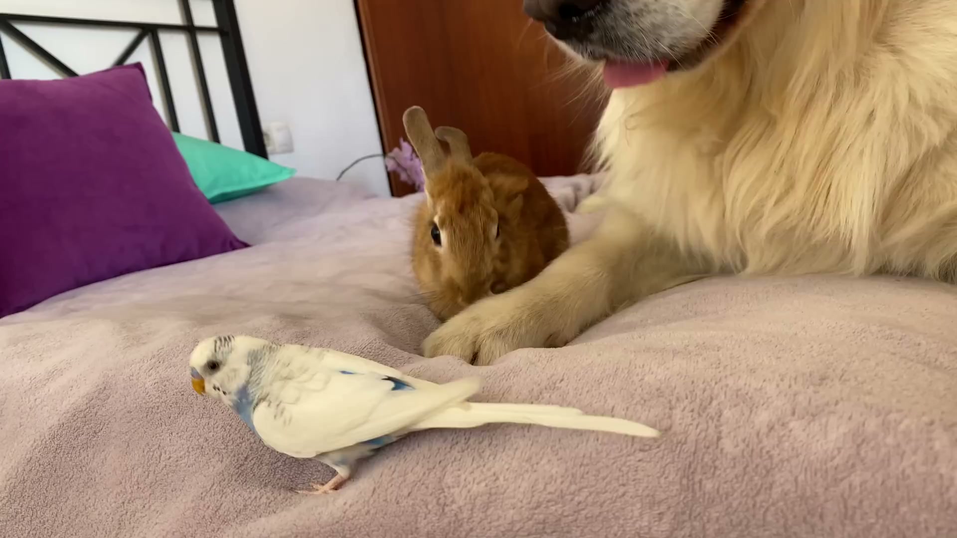 Golden retriever holds bed meeting with rabbit and budgie
