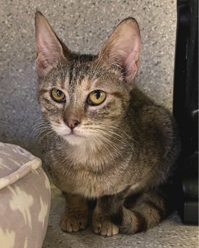 Meet Ruby, Maggie and other pets ready for adoption