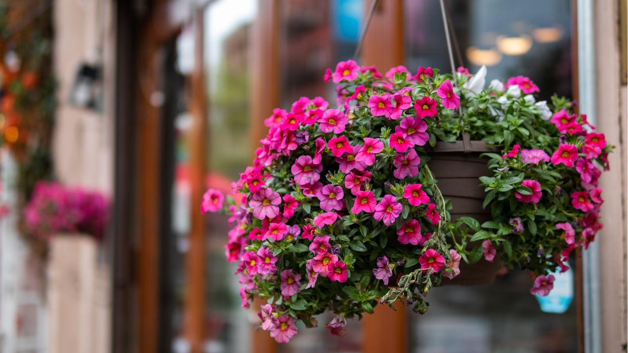 3 simple tricks to extend your hanging basket displays and stop them ...