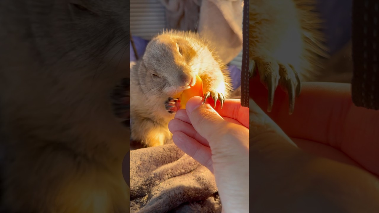 This fluffy prairie dog enjoys a cozy pumpkin snack moment