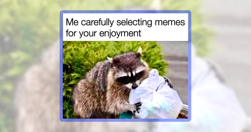 29 raccoon memes for anyone running on snacks, spite, and vibes