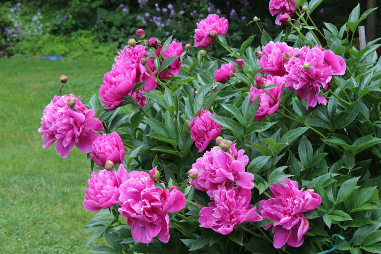 We asked a gardener which perennials are overrated—4 she says you ...