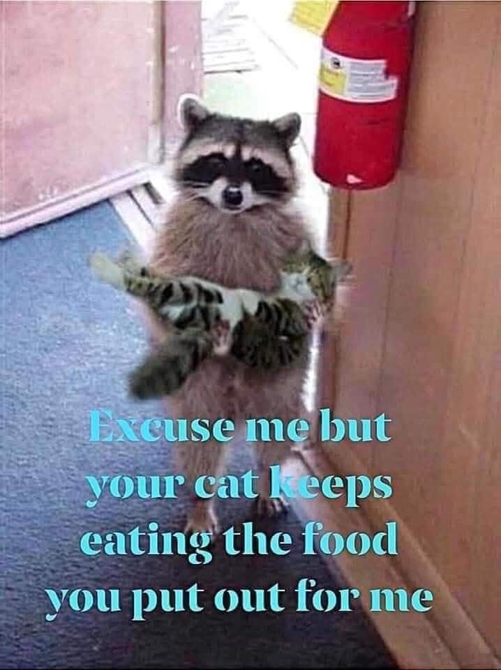 29 raccoon memes for anyone running on snacks, spite, and vibes