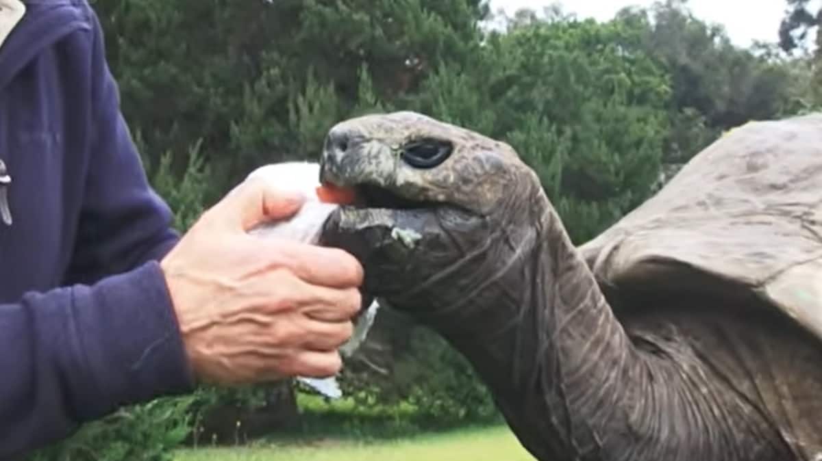 World’s oldest living land animal: 194-year-old tortoise who is older ...