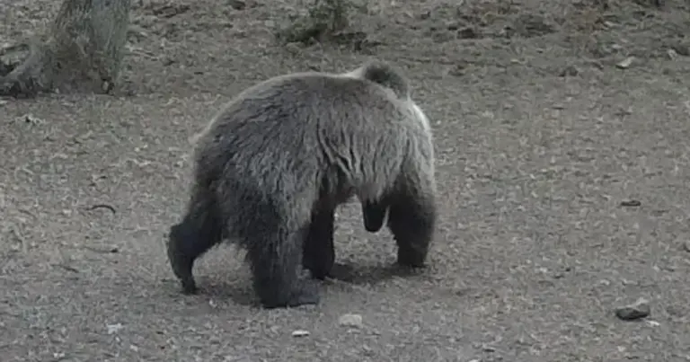 Barna medve tűnt fel az Aggteleki Nemzeti Parkban