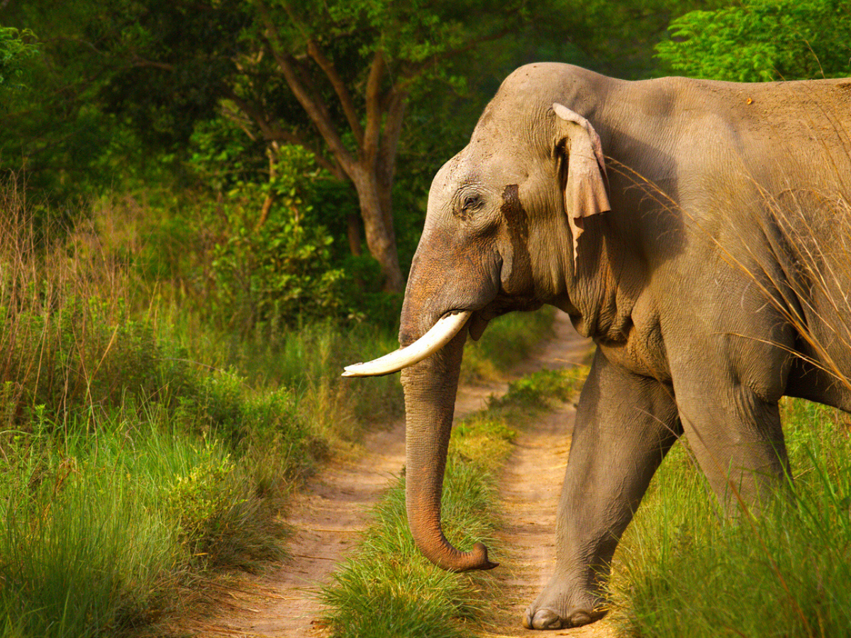 6 animals that can sleep standing up without falling