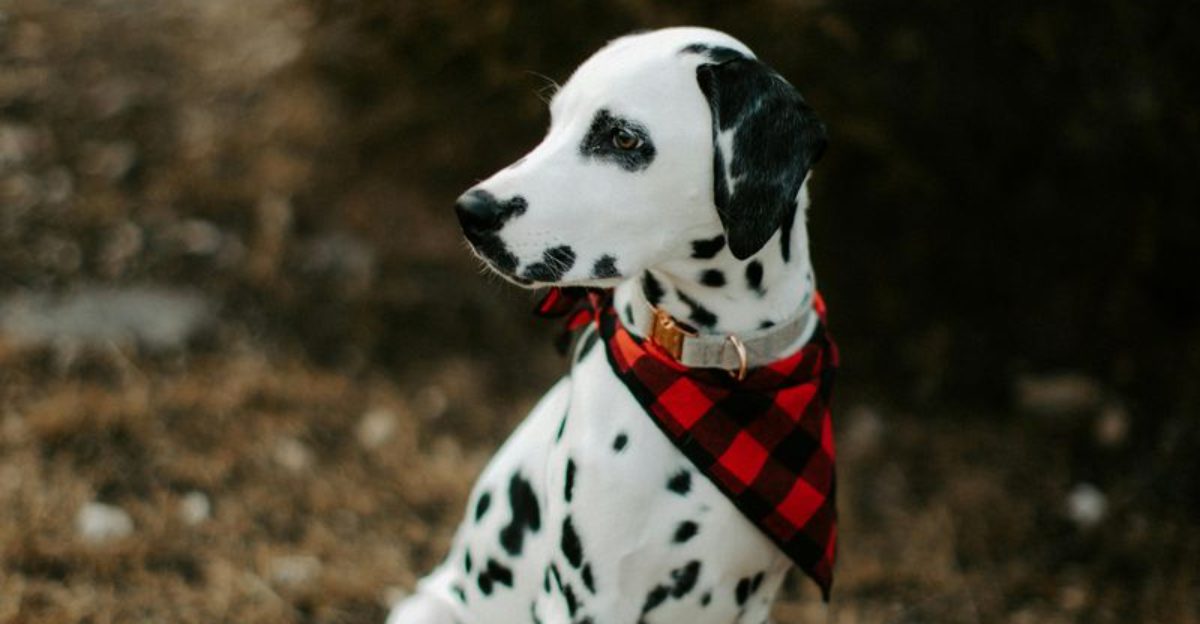 11 dog breeds many vets would never recommend for family life