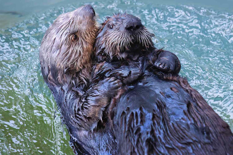 Orphaned sea otter pup rescued alone finds a surrogate mom ahead of ...