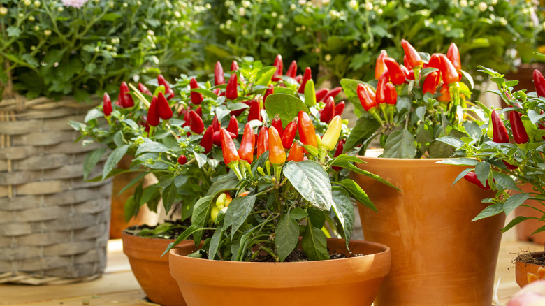 The forgotten kitchen liquid that helps pepper plants thrive