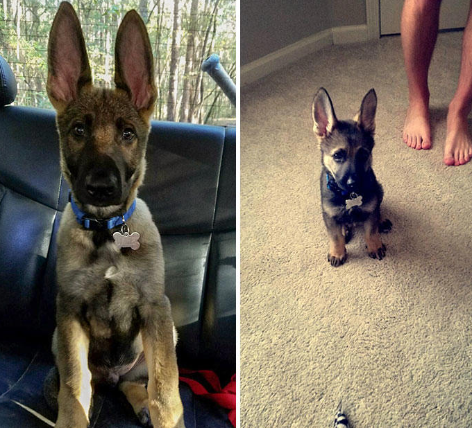 8 times German shepherd puppies were the purest things in the world