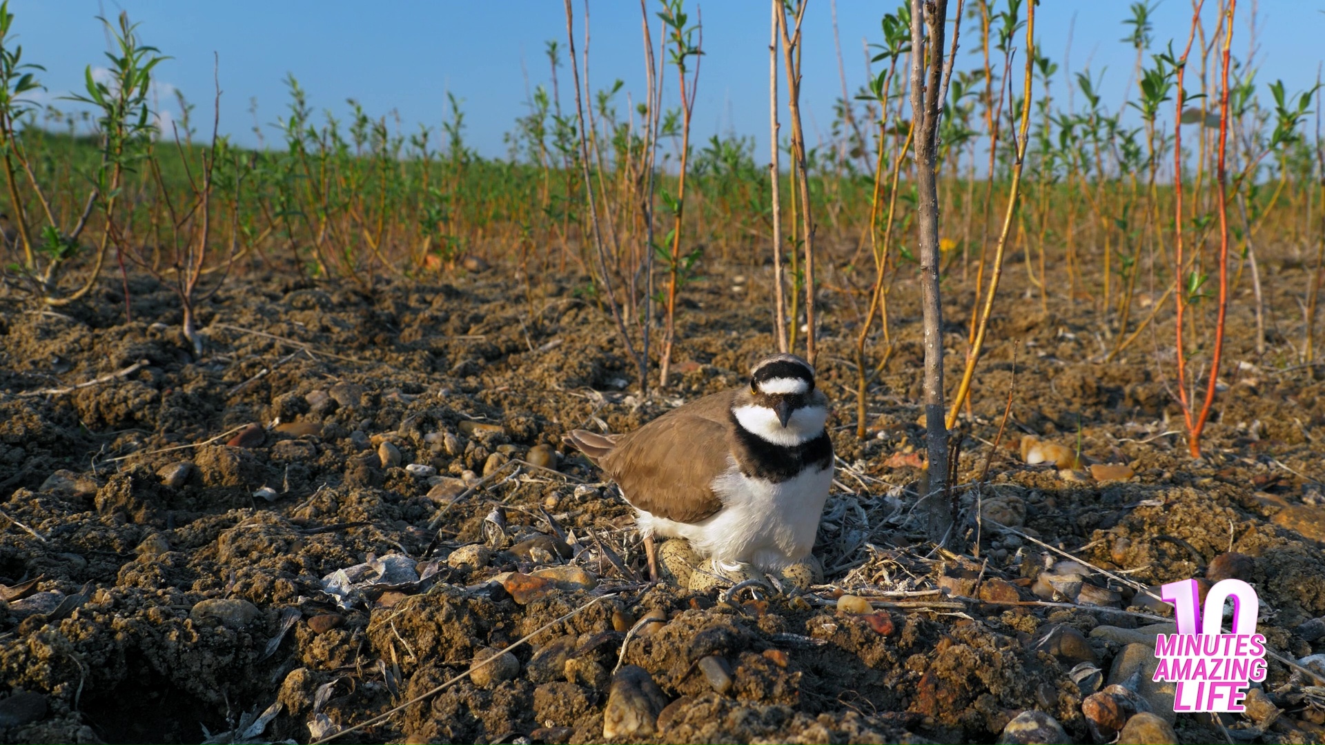Ringed plover sits carefully over camouflaged eggs