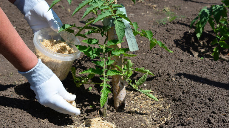 The companion plant we don't recommend for your tomatoes (it will ...