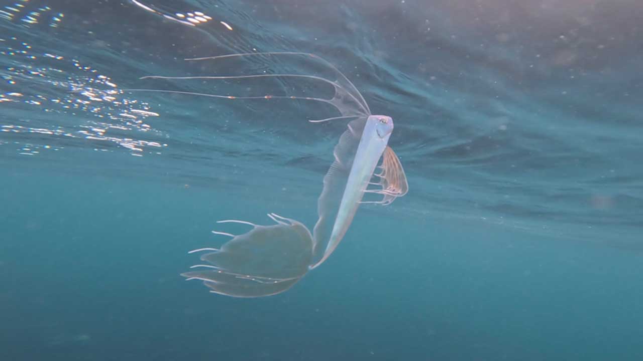 California diver spots a rare deep-sea king-of-the-salmon just 4.6 ...