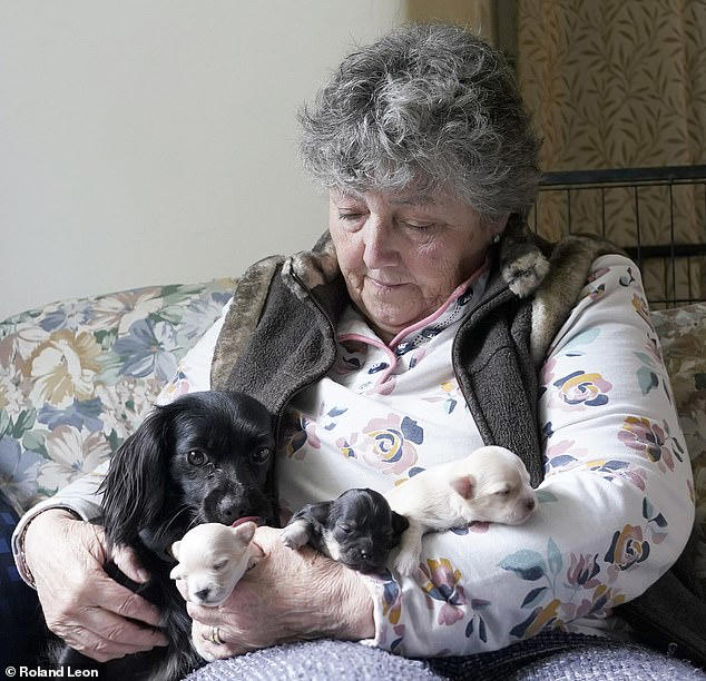 Rescue dog dragged owner almost a mile to find litter she delivered ...