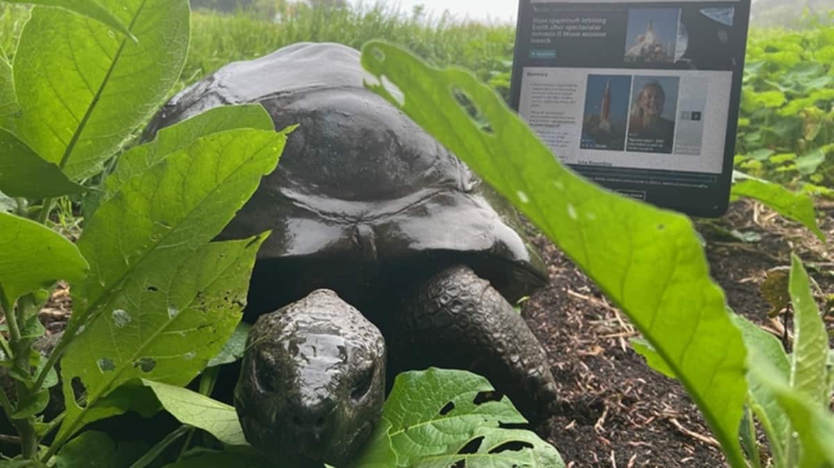 World’s oldest living land animal: 194-year-old tortoise who is older ...