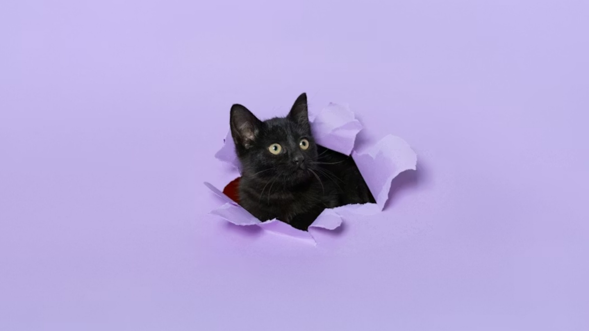 The 10 signs of love your cat can't hide even if it tries (it's melting ...