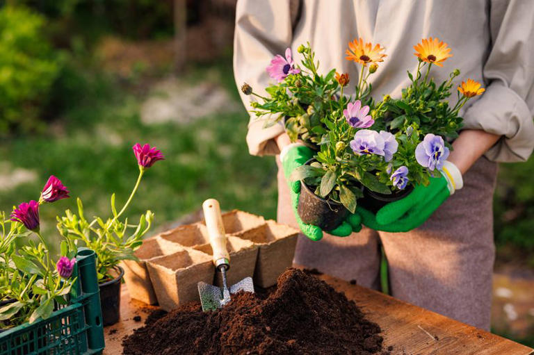 Gardeners urged to 'hold off' as one mistake could end up killing their ...