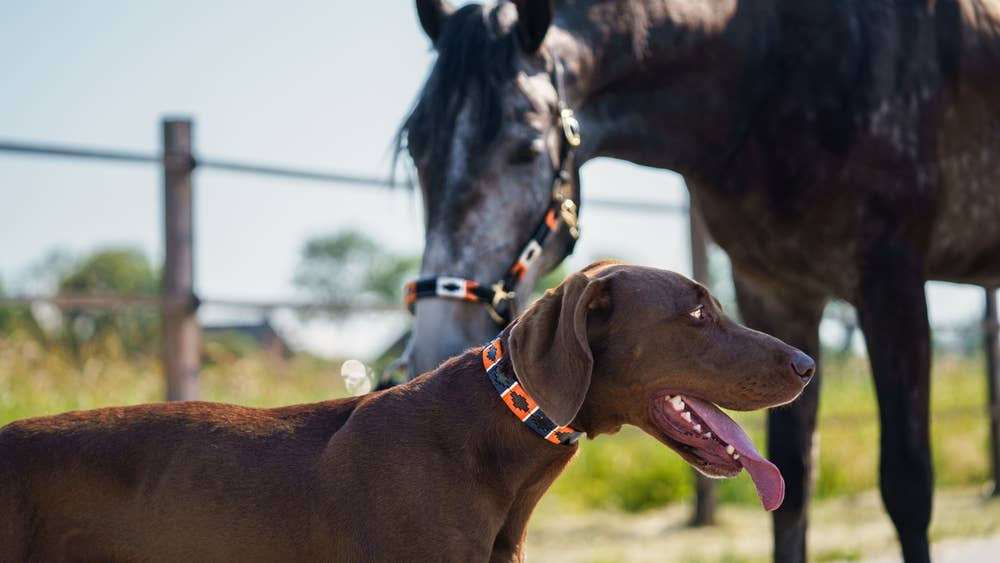 Family is frantic when dog goes missing—then they find her with an ...