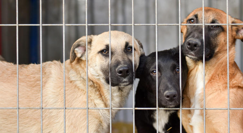 We asked a shelter worker which dog breeds are returned the most and ...