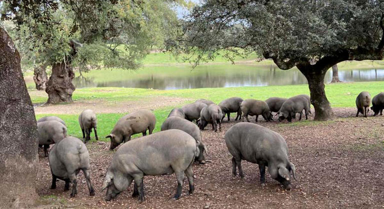 El porcino español bate récord de producción y gana cuota como líder ...