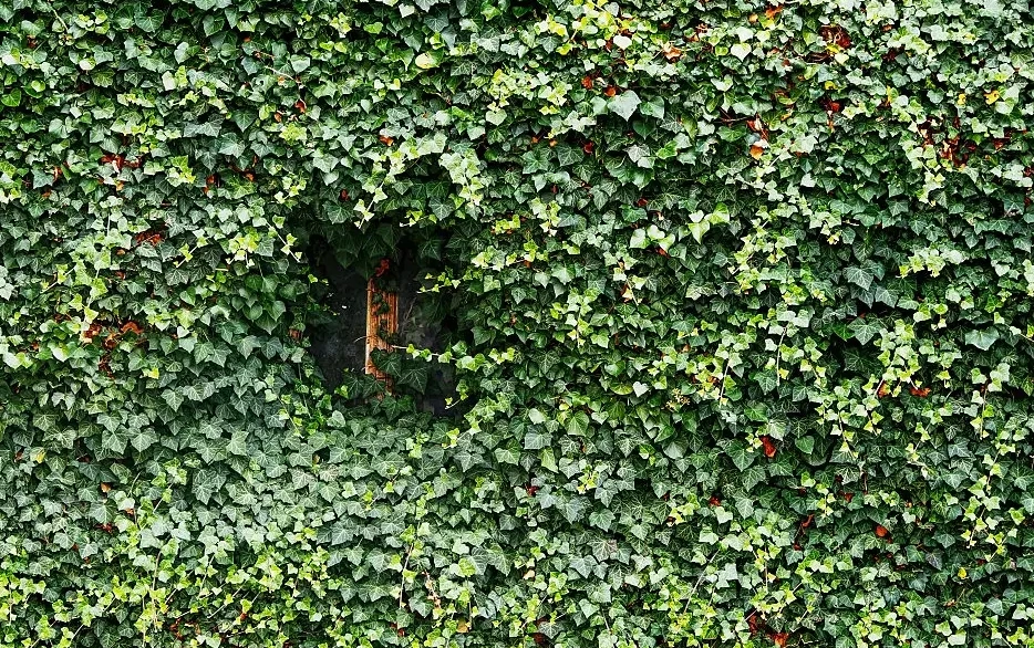 Bring secret garden magic to your backyard