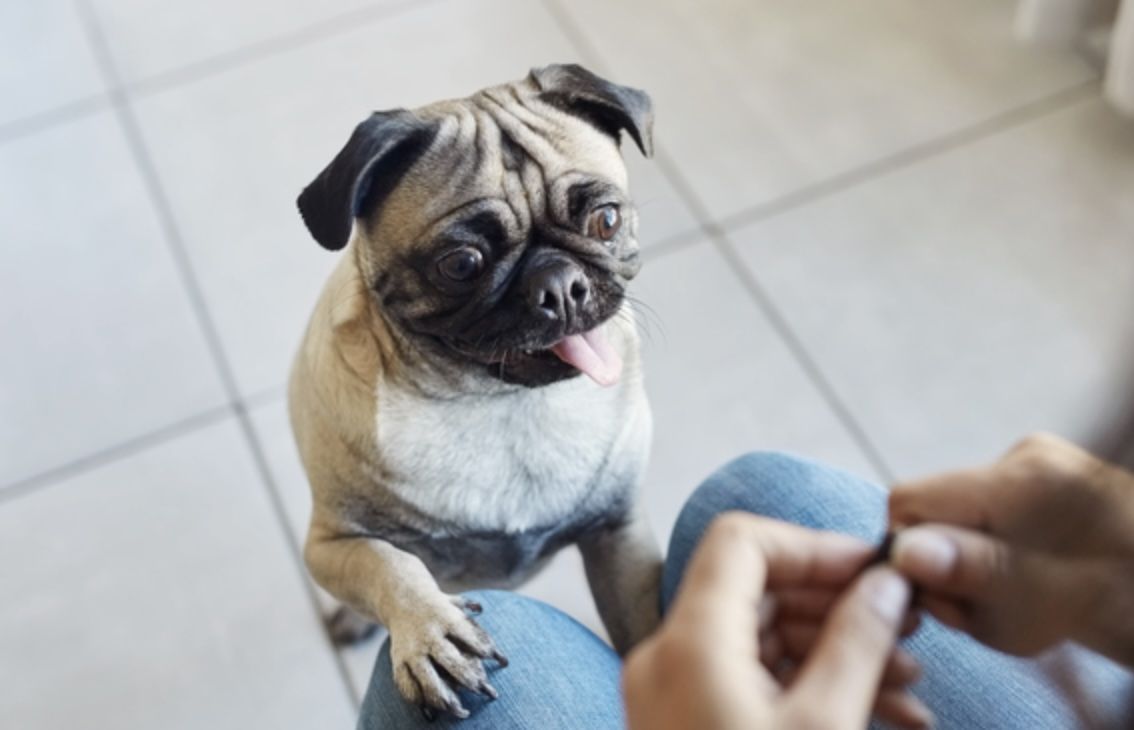 Best dog breeds if you're short on space