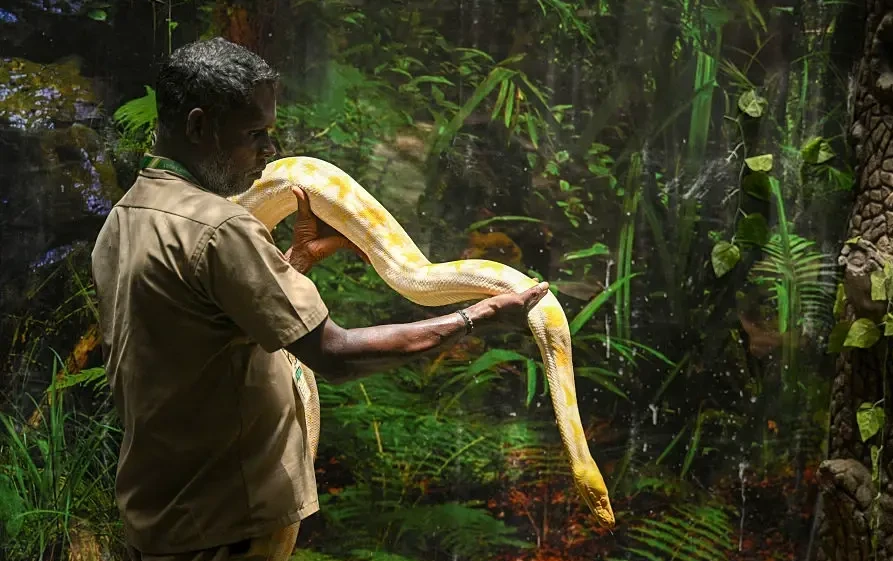Viral python climbing video coincides with daring rescue in Karnataka