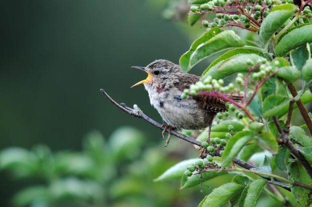 Wildlife Trust shares tips on how to celebrate International Dawn ...