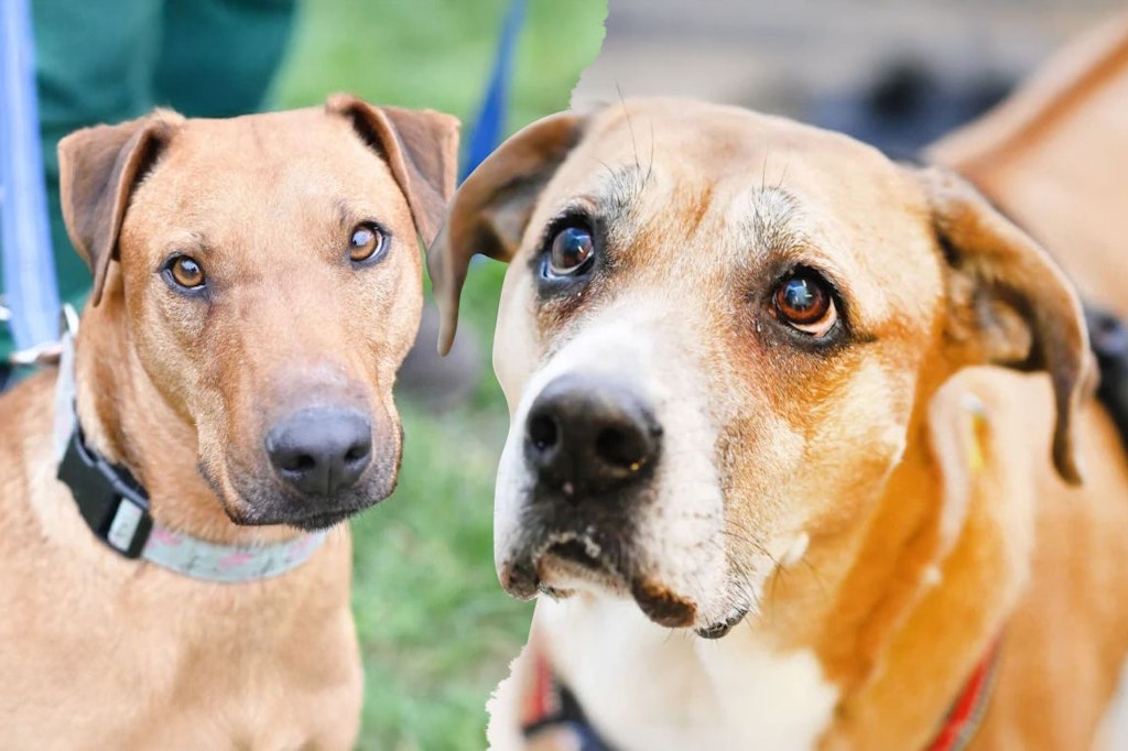 Berlins traurigste Hunde: Wer gibt Fanni, Gustav und Ninia eine Chance?