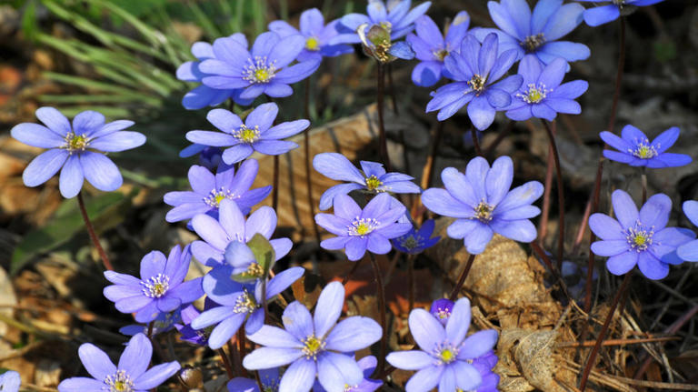 The award-winning shade perennial even beginner gardeners can grow ...