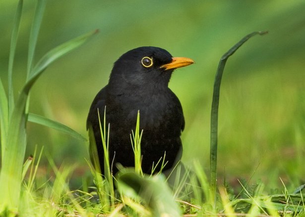 Portsmouth in bloom: How to make your garden a safe haven for birds