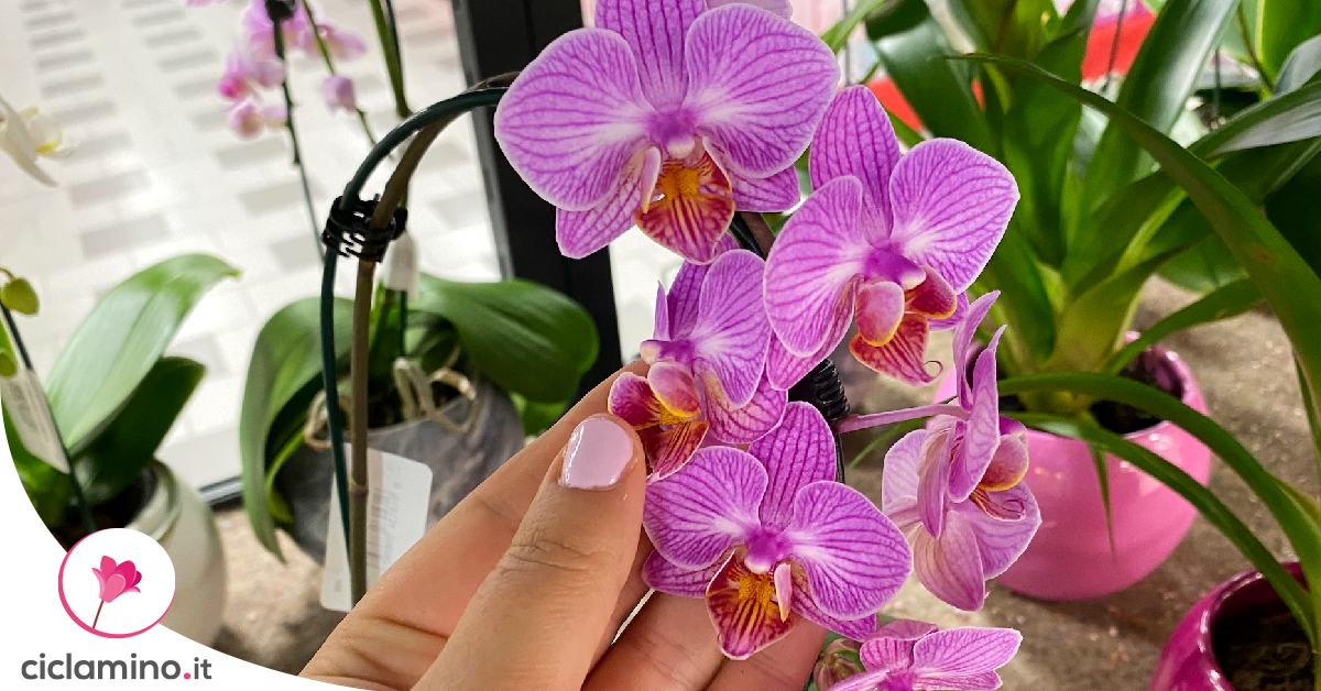 Per fare più fiori ci sono vari concimi da poter usare per l’orchidea ...
