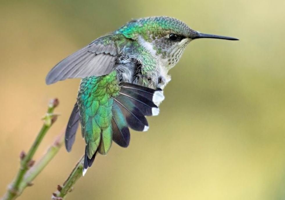 Essential steps to protect hummingbirds from predators