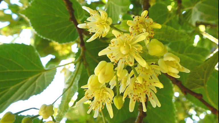 The tree with pretty yellow flowers that is highly attractive to ...