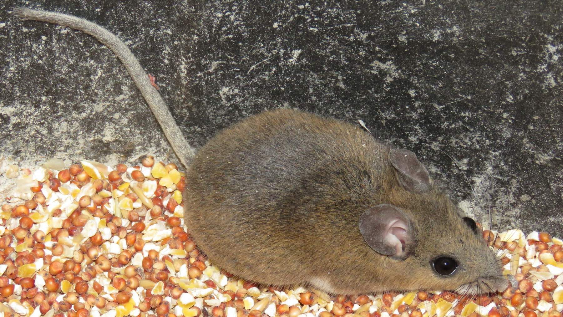 ¿Tienes roedores en casa? Esta especie es la principal transmisora de ...
