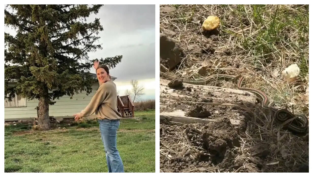 This Montana family discovers a den of snakes in their farmhouse; this ...
