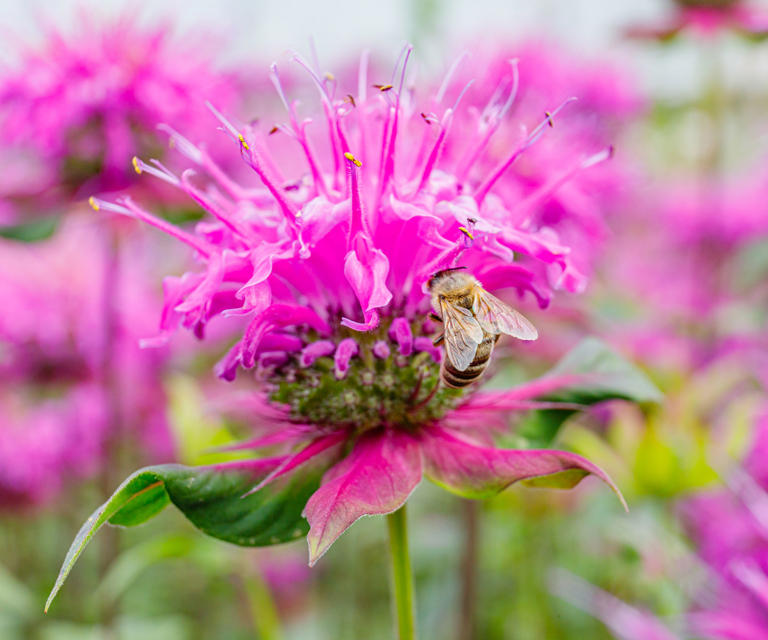 11 low-maintenance purple flowers that bloom throughout summer