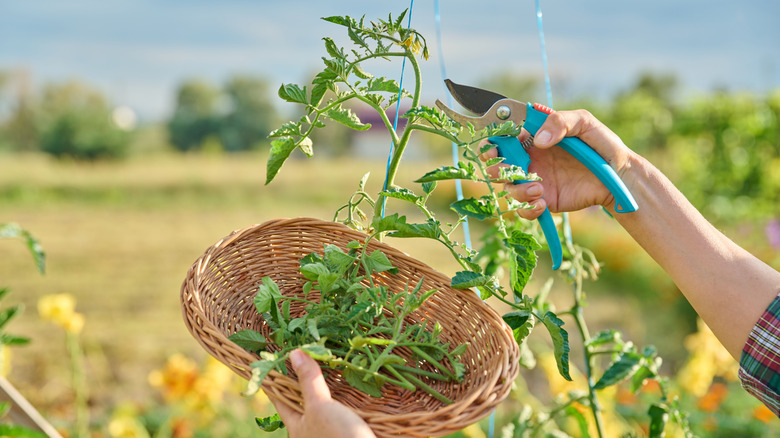Don't throw away those pruned tomato leaves and suckers. Use them for ...